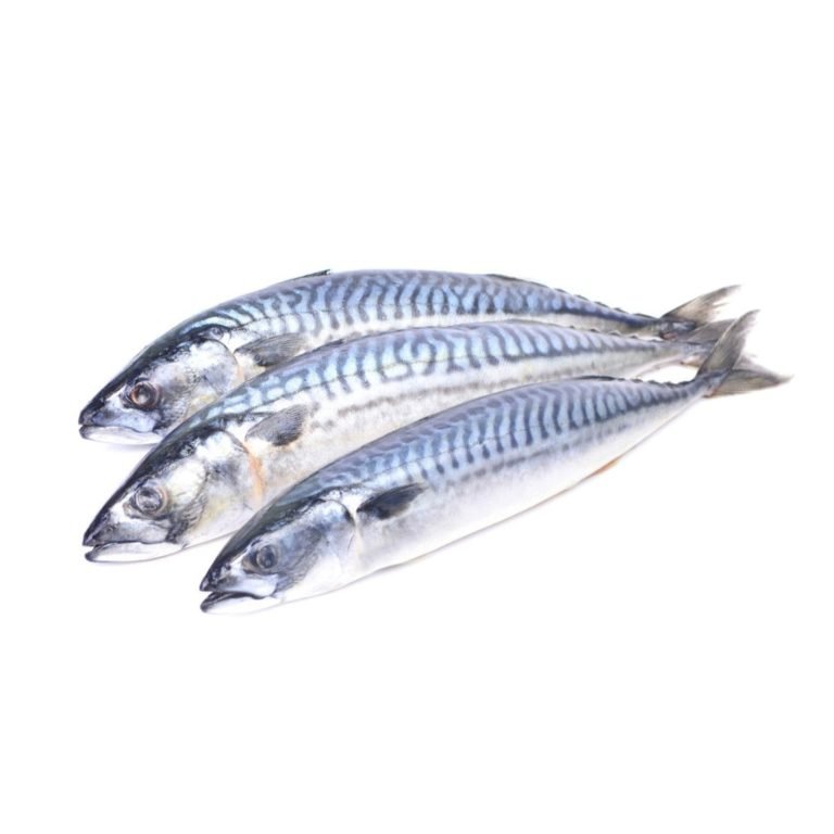 Frozen Mackerel Fish(400g-600g Titus Fish)