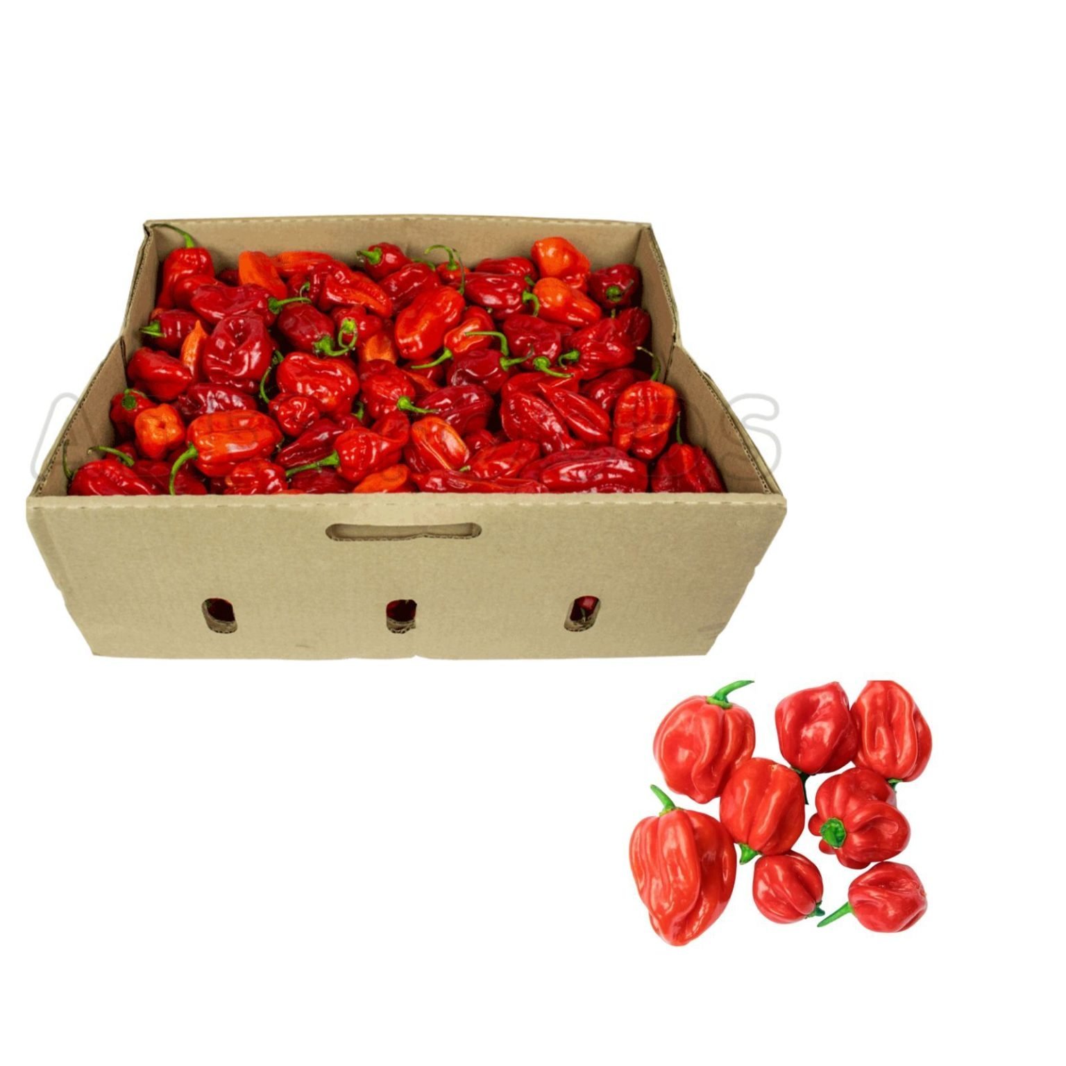 Hot Scotch Bonnet Pepper 100g -3kg ( Atta Rodo) - Afrimartuk